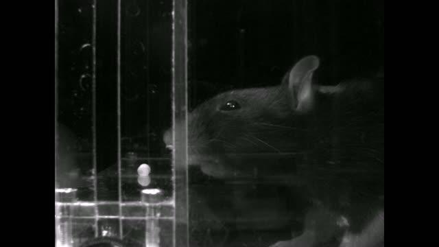 Therapy Restores Motor Control in Rats after | EurekAlert!