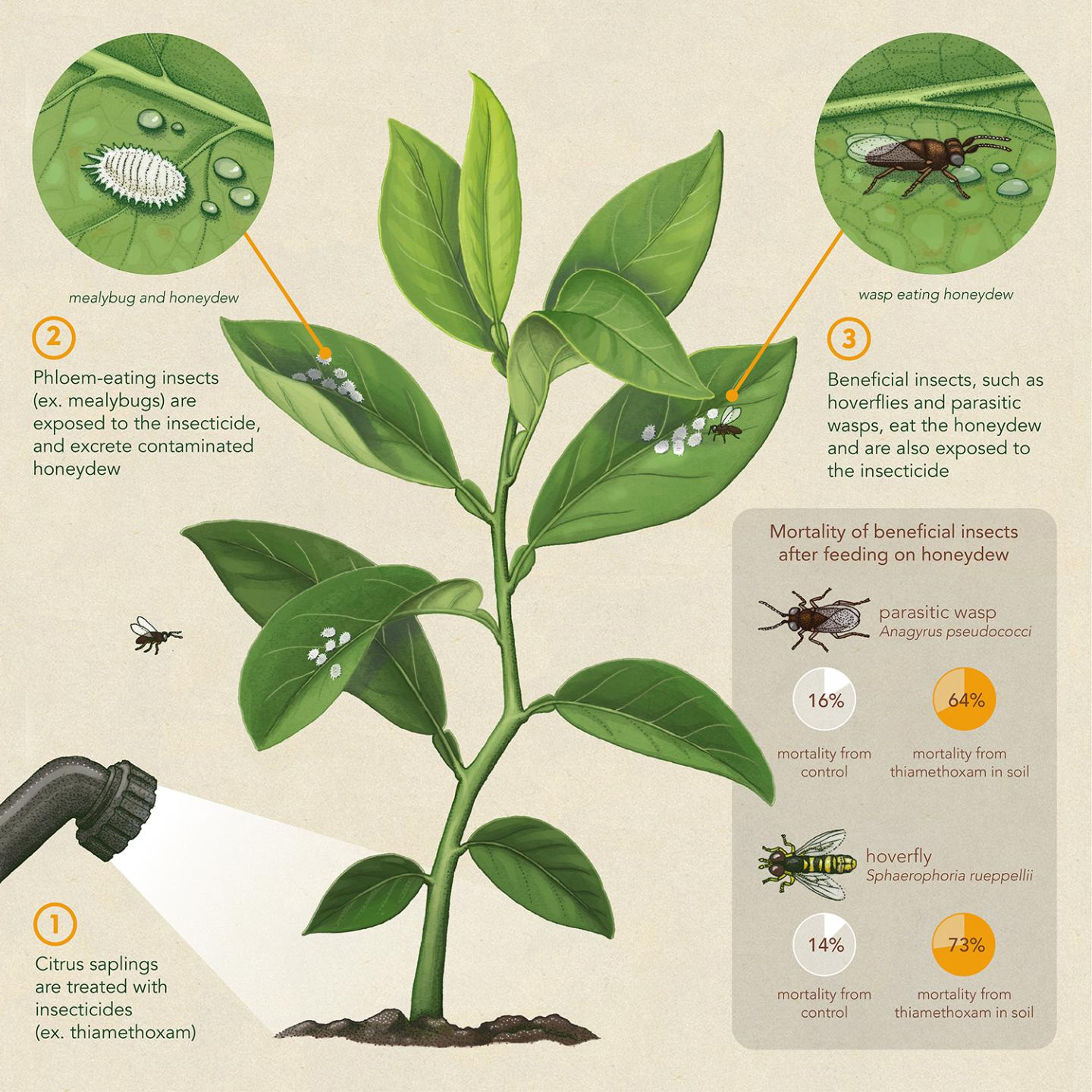 Illustration [IMAGE] | EurekAlert! Science News Releases