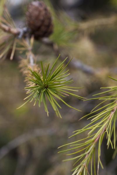 Leaves of a Modern Larch Tree [IMAGE] | EurekAlert! Science News Releases