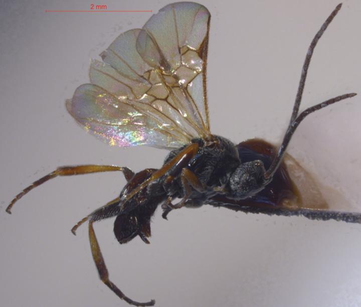 Microplitis paizhensis sp. [IMAGE] | EurekAlert! Science News Releases