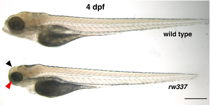 A wild type zebrafish embryo c [IMAGE] | EurekAlert! Science News Releases