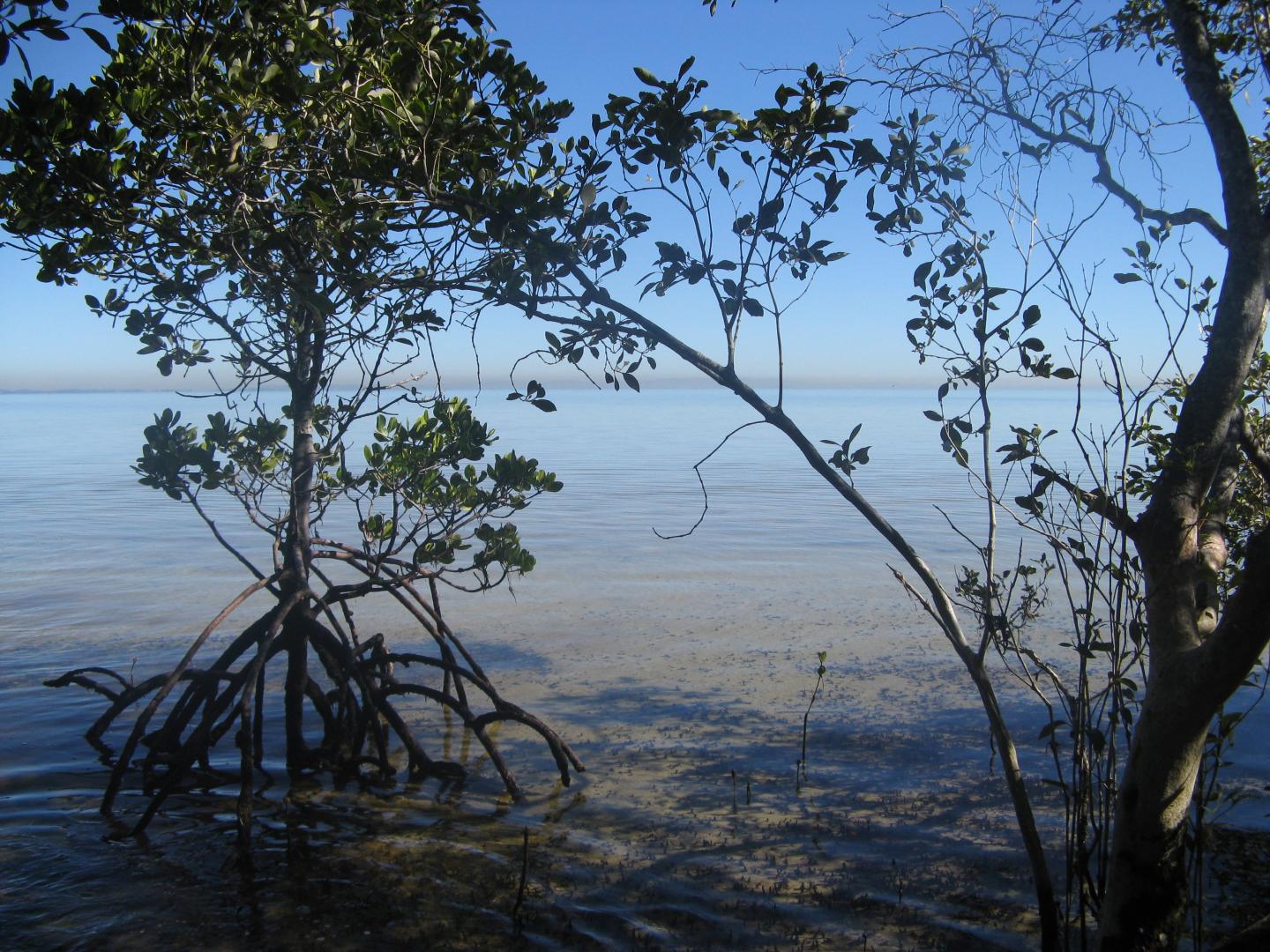 Revealed from Ancient Sediment: Mangrove Tole | EurekAlert!