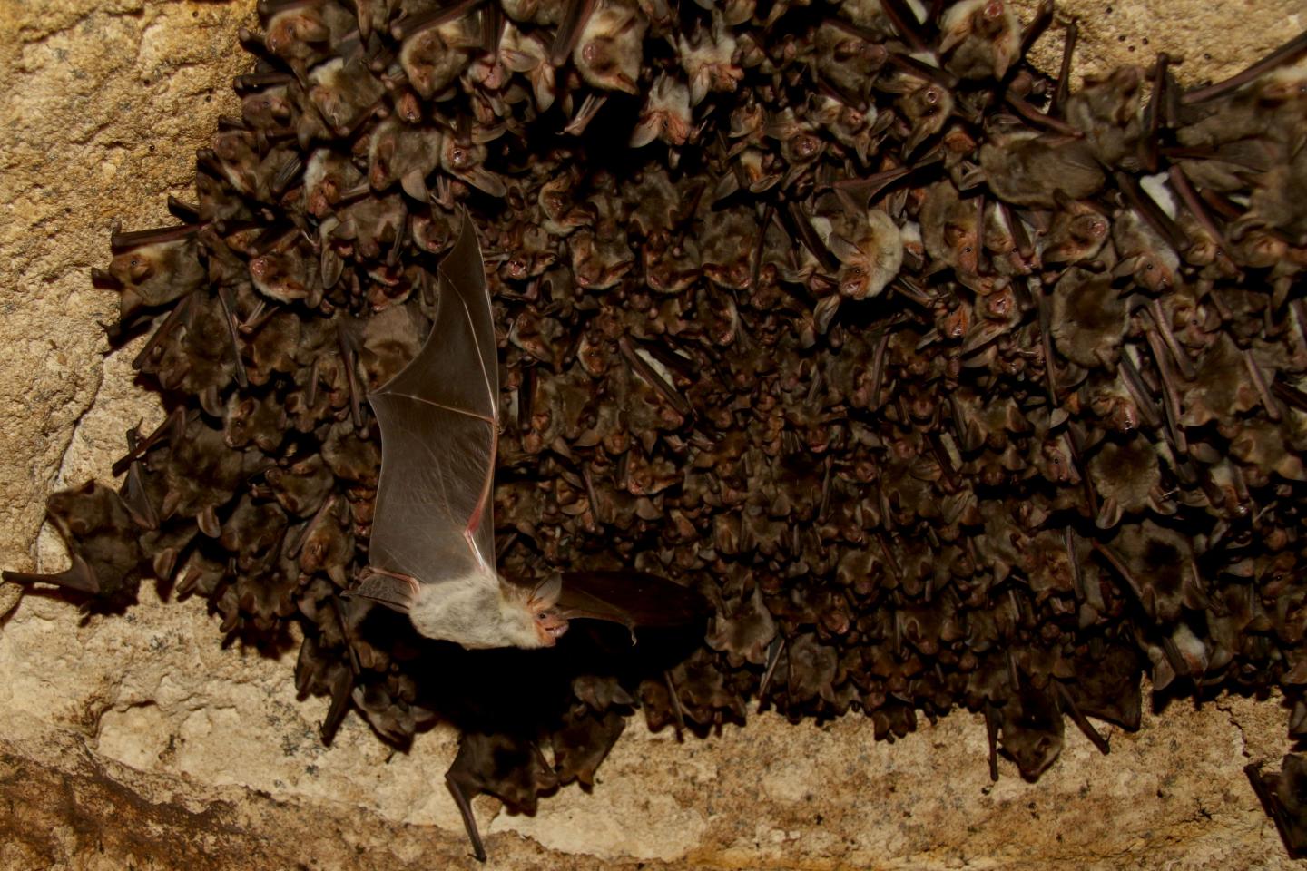 Greater mouse-eared bats [IMAGE] | EurekAlert! Science News Releases