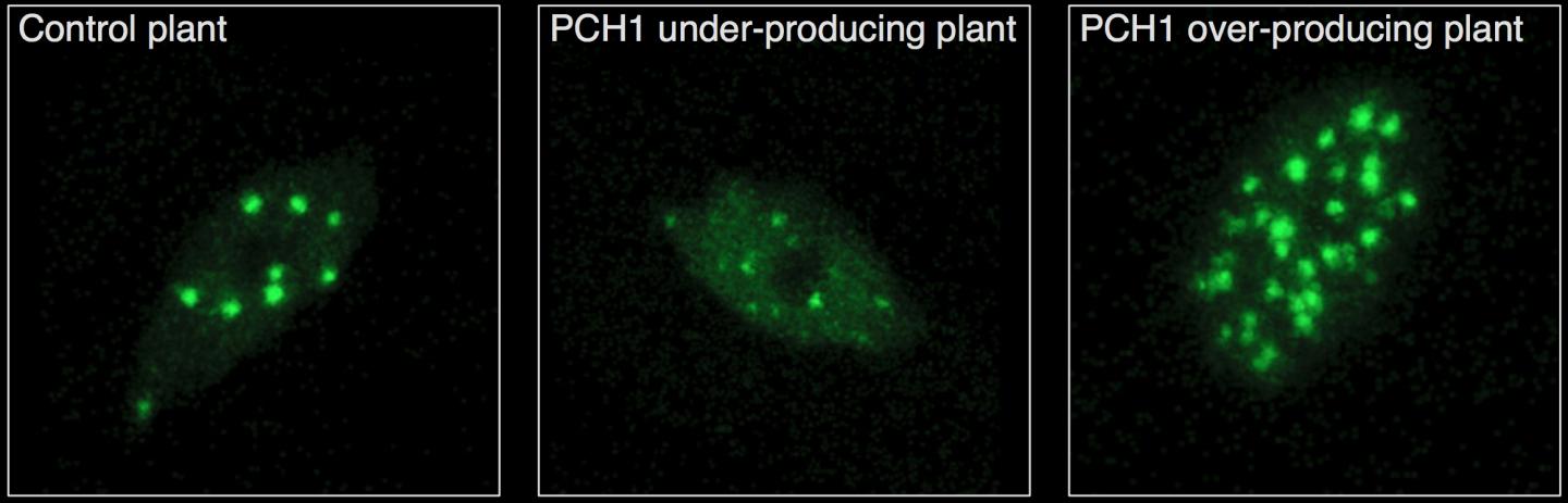 PCH1 [IMAGE] | EurekAlert! Science News Releases