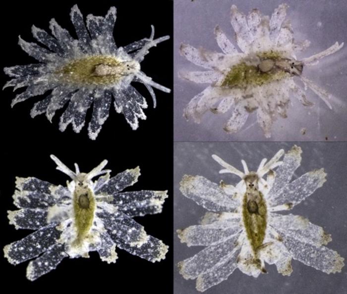 New sea slug species named after retired Univ | EurekAlert!