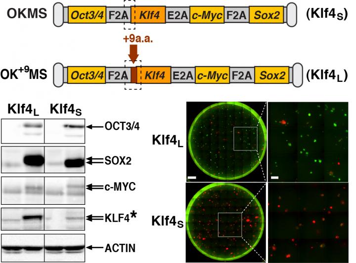 OSKM stoichiometry determines iPS cell reprog | EurekAlert!