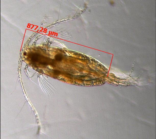 Copepod [IMAGE] | EurekAlert! Science News Releases