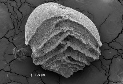 Benthic Foram [IMAGE] | EurekAlert! Science News Releases