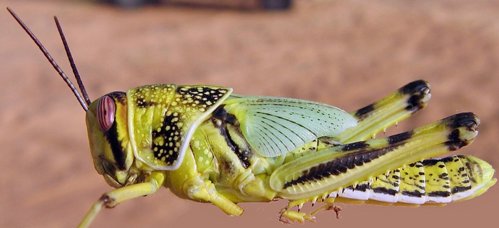 Desert Locust: hopper [IMAGE] | EurekAlert! Science News Releases