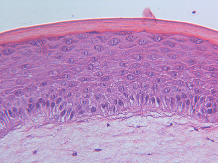 This is what the artificial sk [IMAGE] | EurekAlert! Science News Releases