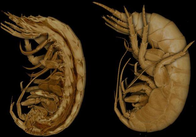 Shrimp [IMAGE] | EurekAlert! Science News Releases