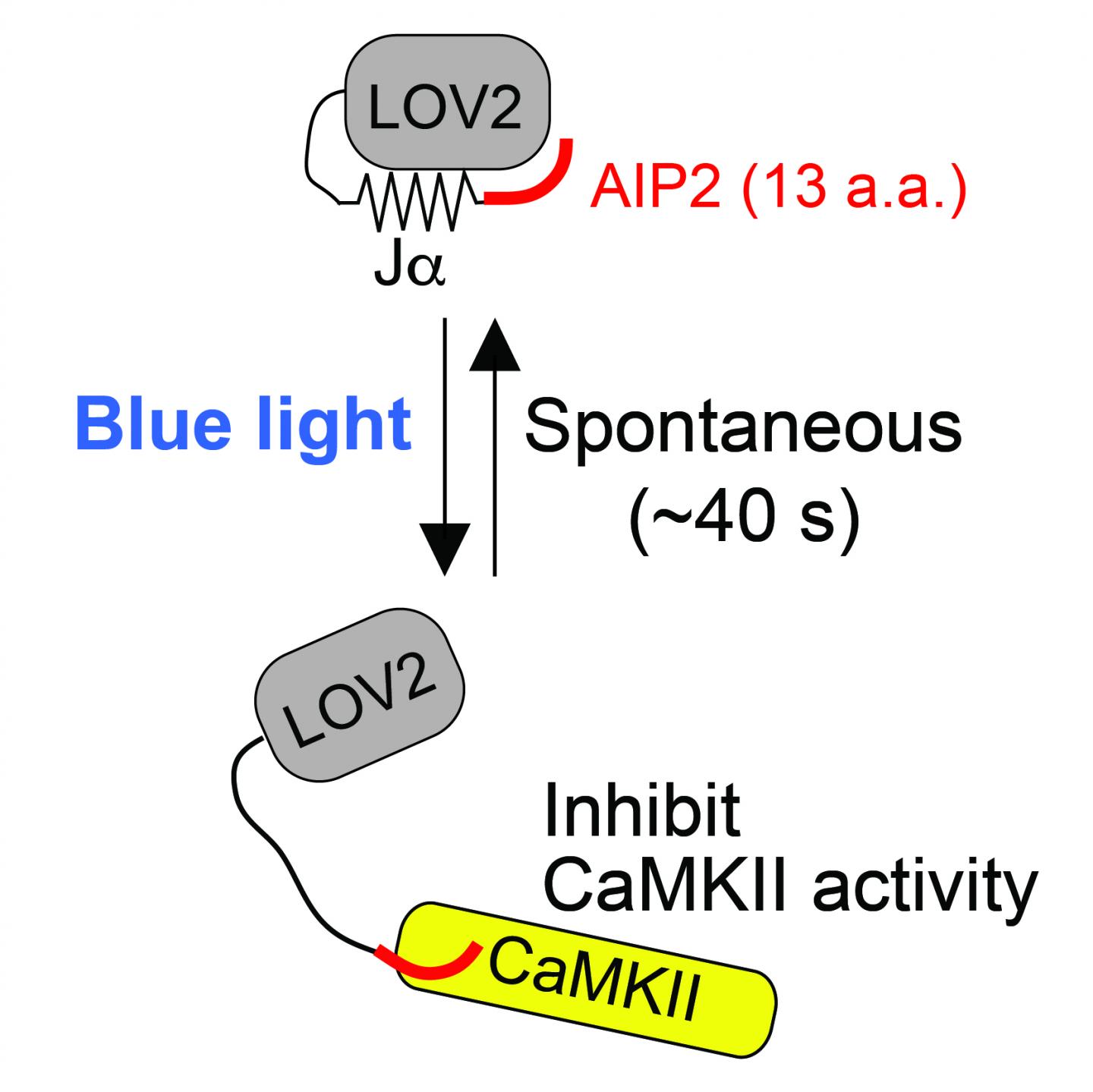 A Genetically Encoded Light in IMAGE EurekAlert Science News Releases
