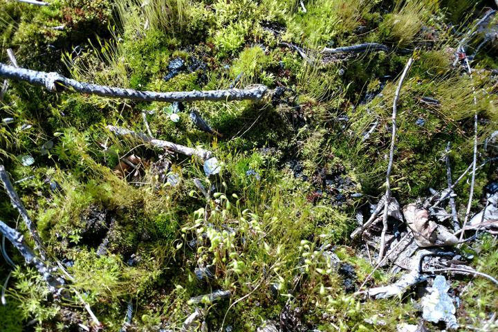 Post-Fire Forest Recovery [IMAGE] | EurekAlert! Science News Releases