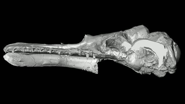 Dental crowding: Ancient baleen whales had a | EurekAlert!