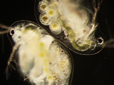 Infected Daphnia [IMAGE] | EurekAlert! Science News Releases