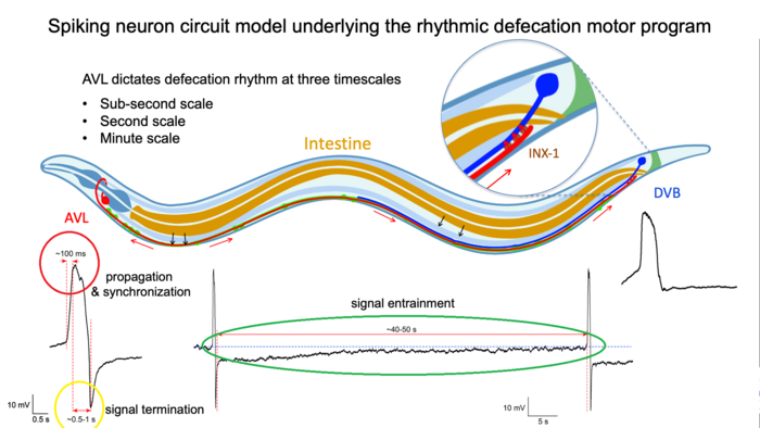 Spiking neuron circuit model [IMAGE] | EurekAlert! Science News Releases