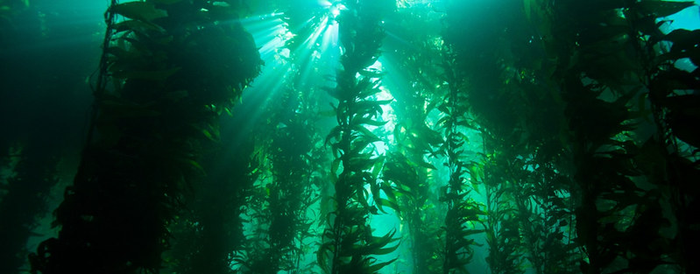 Kelp [IMAGE] | EurekAlert! Science News Releases