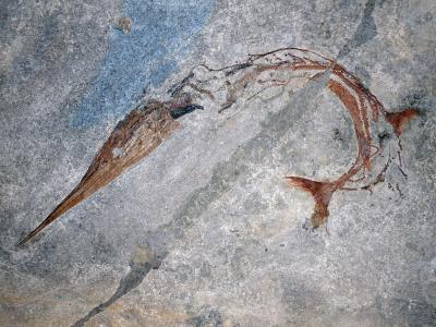 Exceptional fossil fish reveals new evolution | EurekAlert!