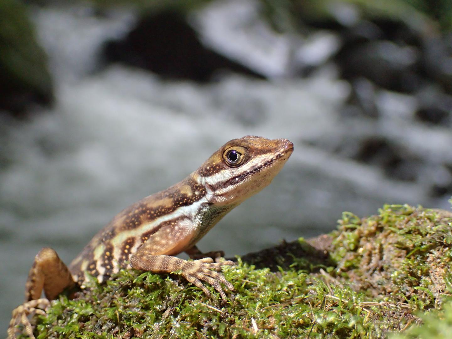 Water Anole [IMAGE] | EurekAlert! Science News Releases