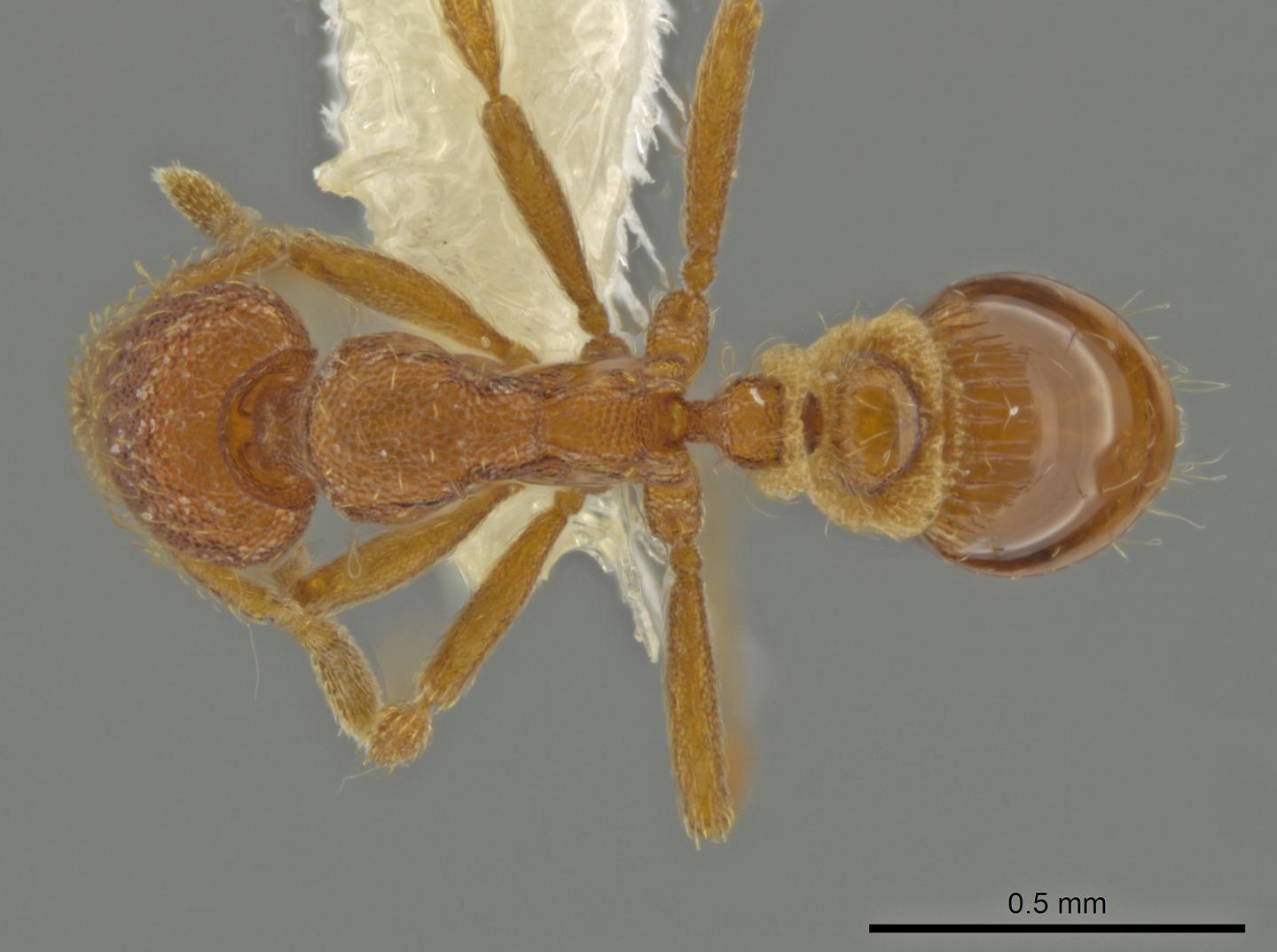 Ant expert discovers newly emergent species i | EurekAlert!