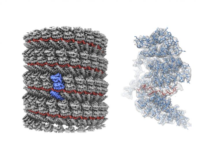Structure of the Ebola Virus N [IMAGE] | EurekAlert! Science News Releases