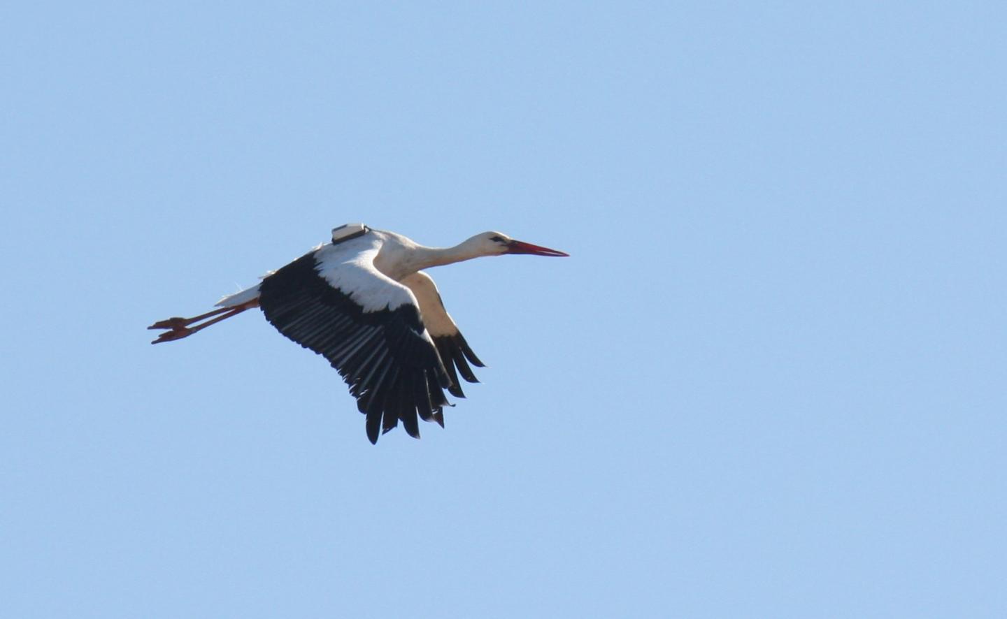 Stork Fitted with a GPS Tracki [IMAGE] | EurekAlert! Science News Releases