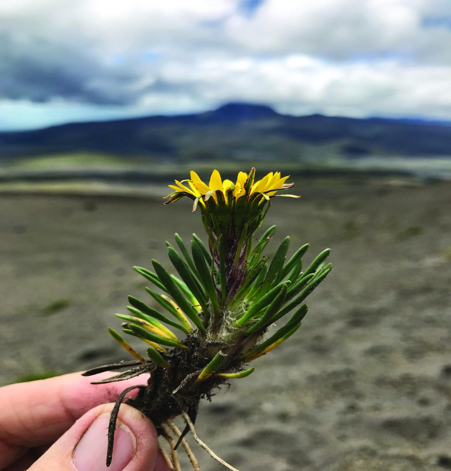 Kunth [IMAGE] | EurekAlert! Science News Releases