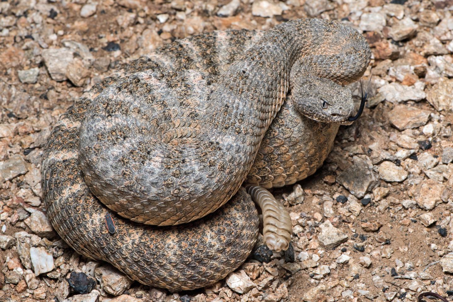 Tiger Rattlesnake