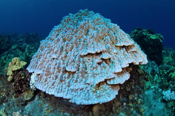 Bleached Coral [IMAGE] | EurekAlert! Science News Releases