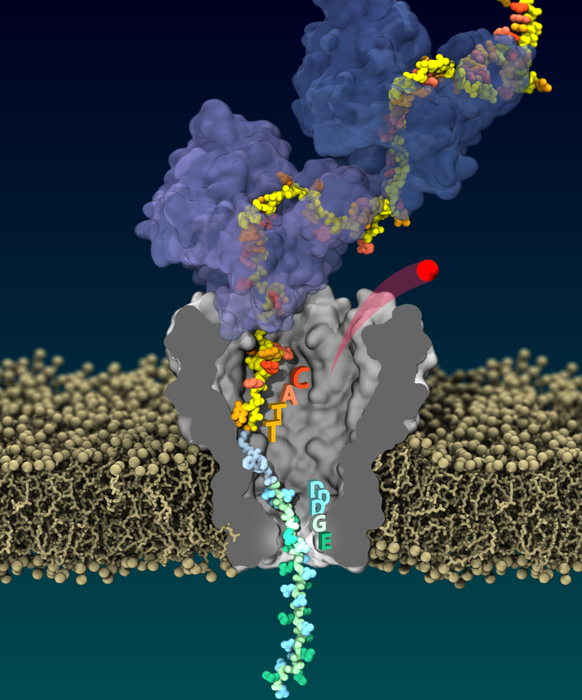 Identifying individual proteins using nanopor | EurekAlert!