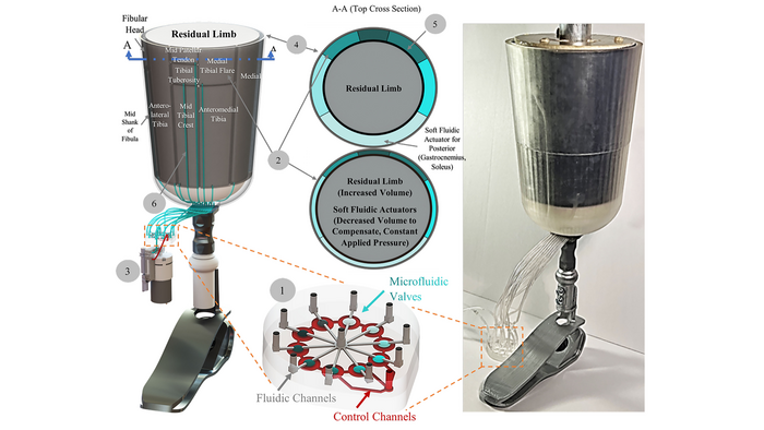 Microfluidic-based soft robotic prosthetics p | EurekAlert!