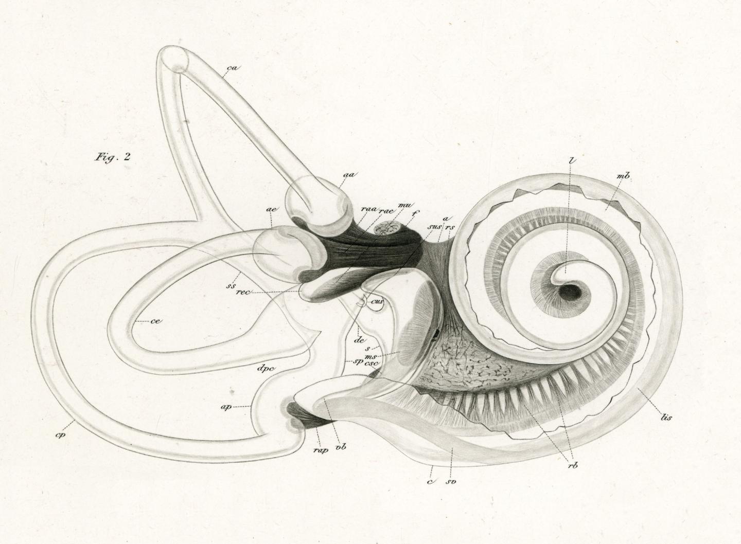 Human Inner Ear (2 of 2) [IMAGE] | EurekAlert! Science News Releases