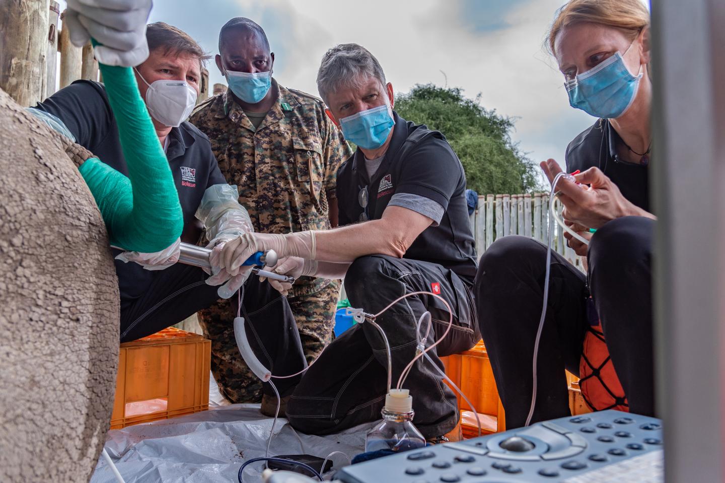 BioRescue creates four new northern white rhi | EurekAlert!