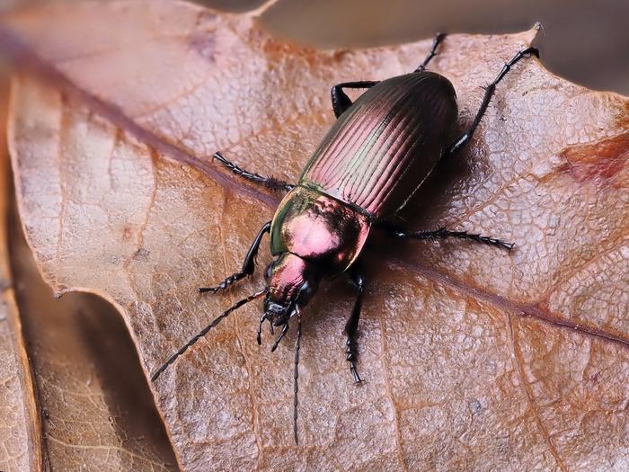 Predatory beetle [IMAGE] | EurekAlert! Science News Releases