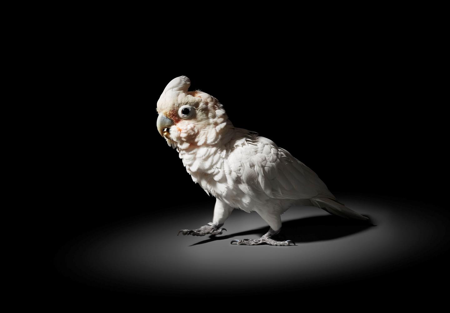 Goffin's Cockatoo [IMAGE] | EurekAlert! Science News Releases