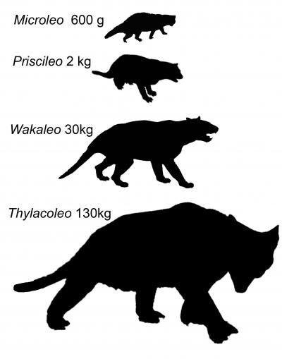 Size Comparison of Marsupial L [IMAGE] | EurekAlert! Science News Releases