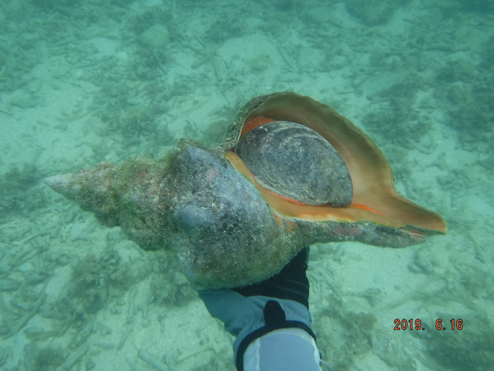 Florida horse conch 4 [IMAGE] | EurekAlert! Science News Releases