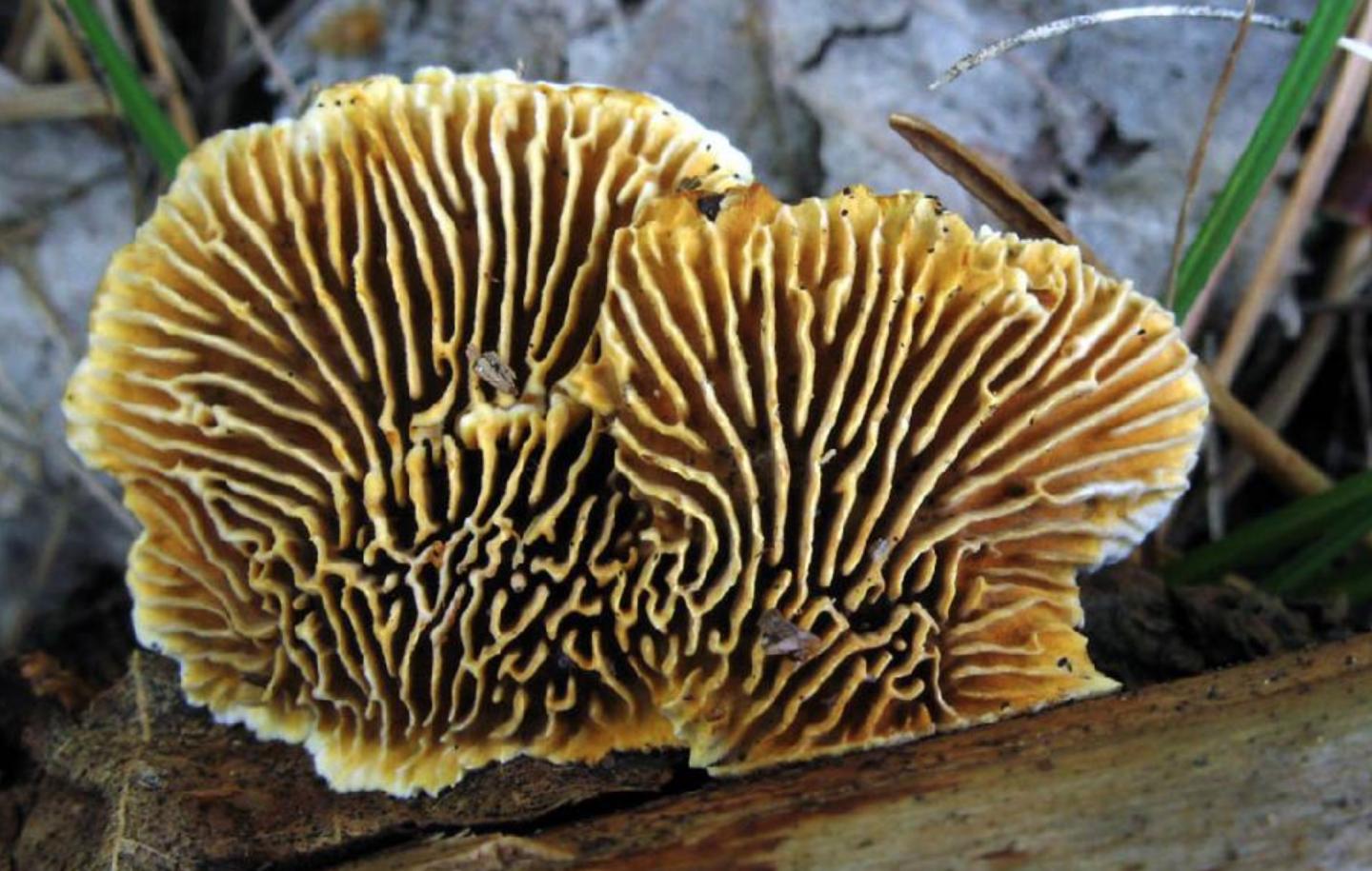 Basidiomycota Brown Rot [IMAGE] | EurekAlert! Science News Releases