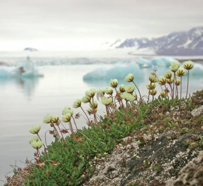 Arctic Plants, Frequent Flyers | EurekAlert!