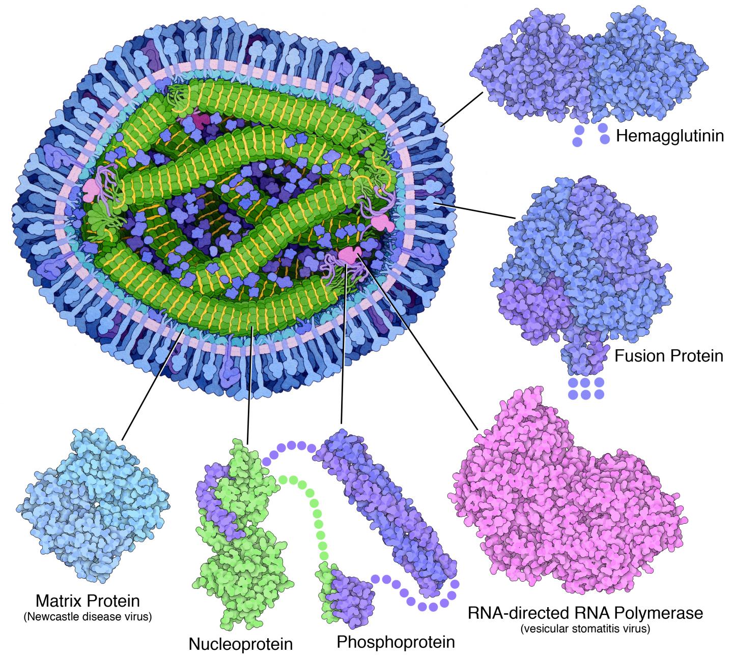Proteins in Measles Virus [IMAGE] | EurekAlert! Science News Releases