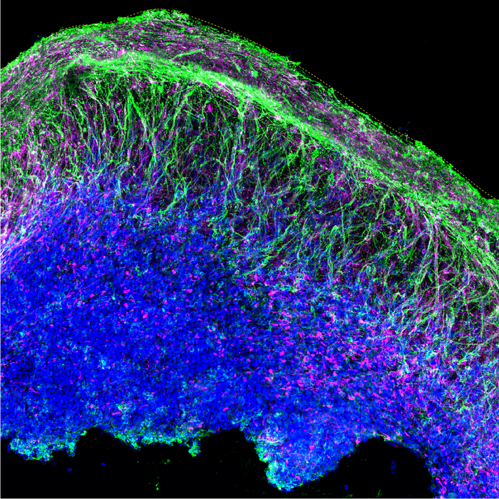 Single neural rosette-derived [IMAGE] | EurekAlert! Science News Releases