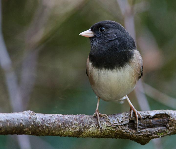 Dark-Eyed Junco [IMAGE] | EurekAlert! Science News Releases