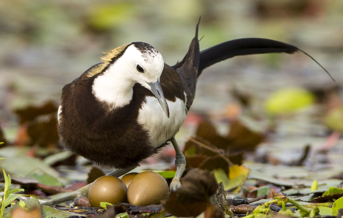 The pheasant-tailed jacana [IMAGE] | EurekAlert! Science News Releases