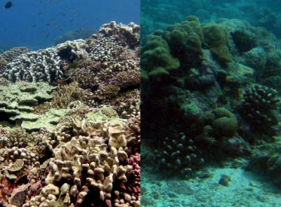 Coral Cover [IMAGE] | EurekAlert! Science News Releases