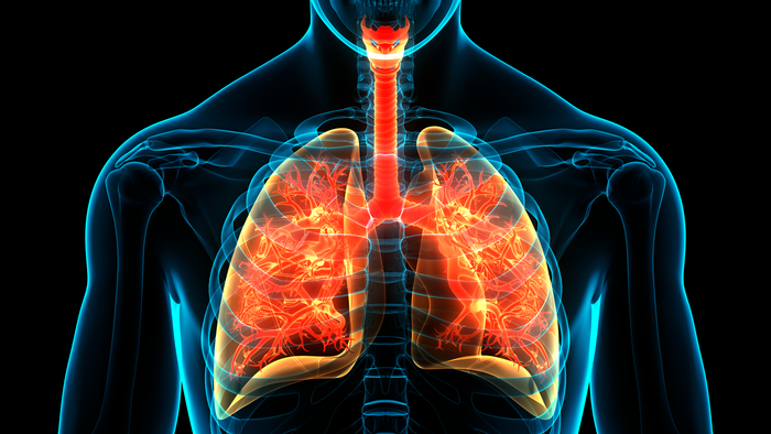 Human Lungs [IMAGE] | EurekAlert! Science News Releases