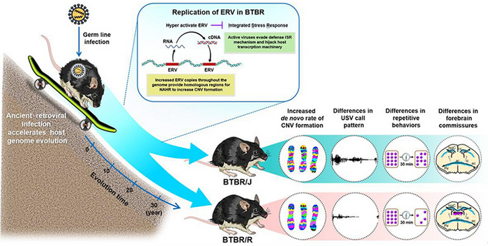 Figure 5: Diagram summarizing [IMAGE] | EurekAlert! Science News Releases