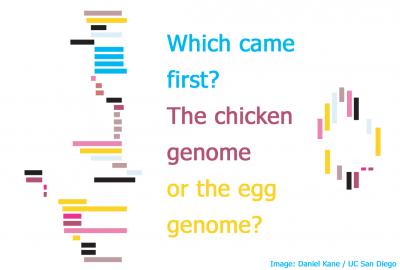 Which came first, the chicken [IMAGE] | EurekAlert! Science News Releases