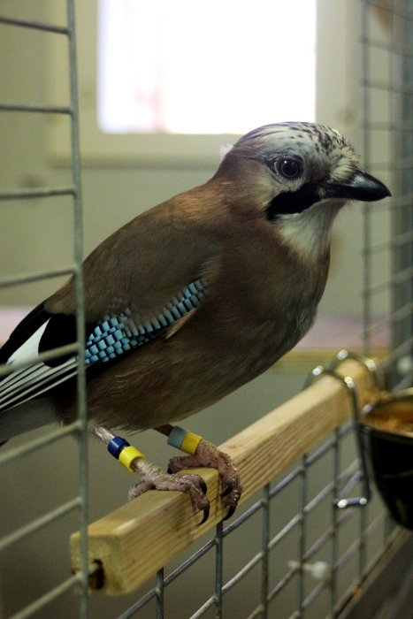 Just like humans, more intelligent jays have | EurekAlert!