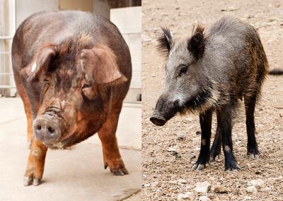 Pig vs. Boar [IMAGE] | EurekAlert! Science News Releases
