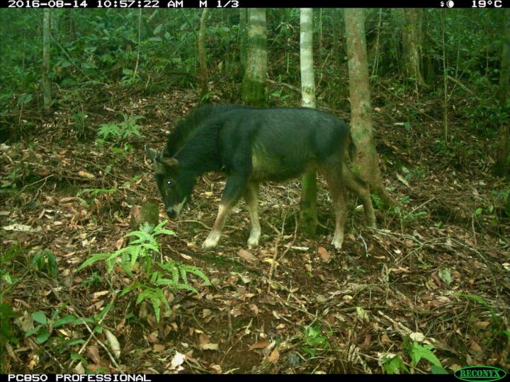 A serow in the Annamite Mounta [IMAGE] | EurekAlert! Science News Releases